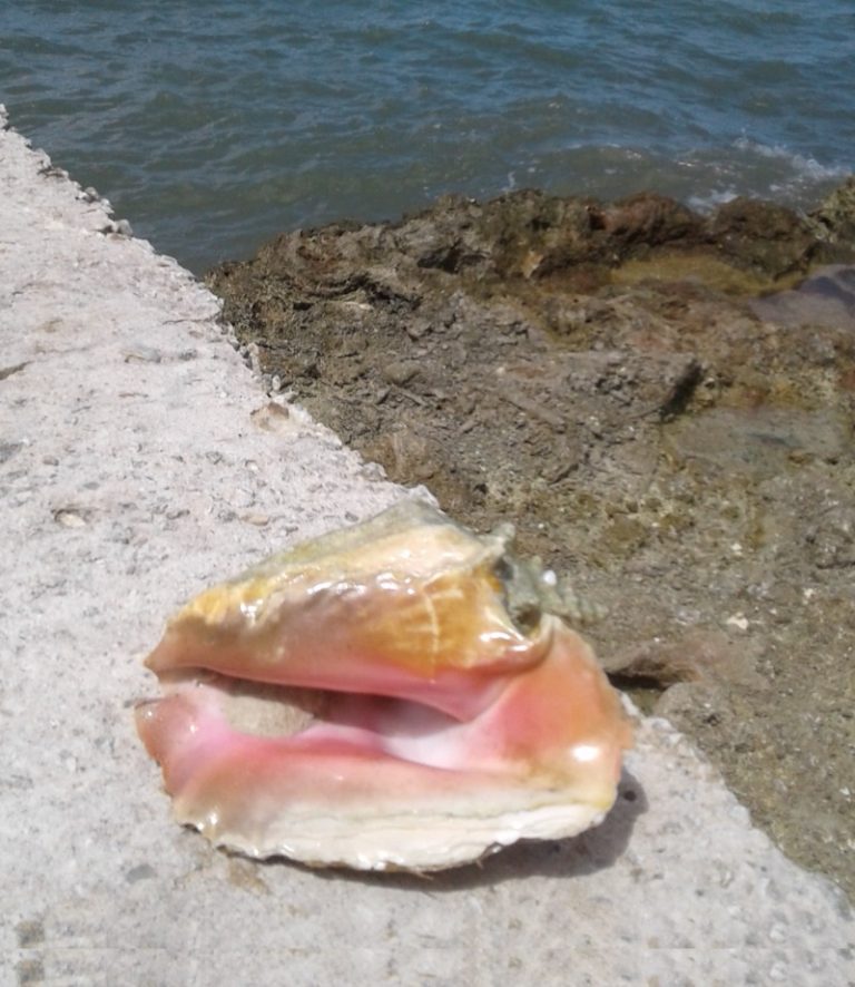 The Bahamas – Paradise Snippets From A Rookie Pirate - School Rubric